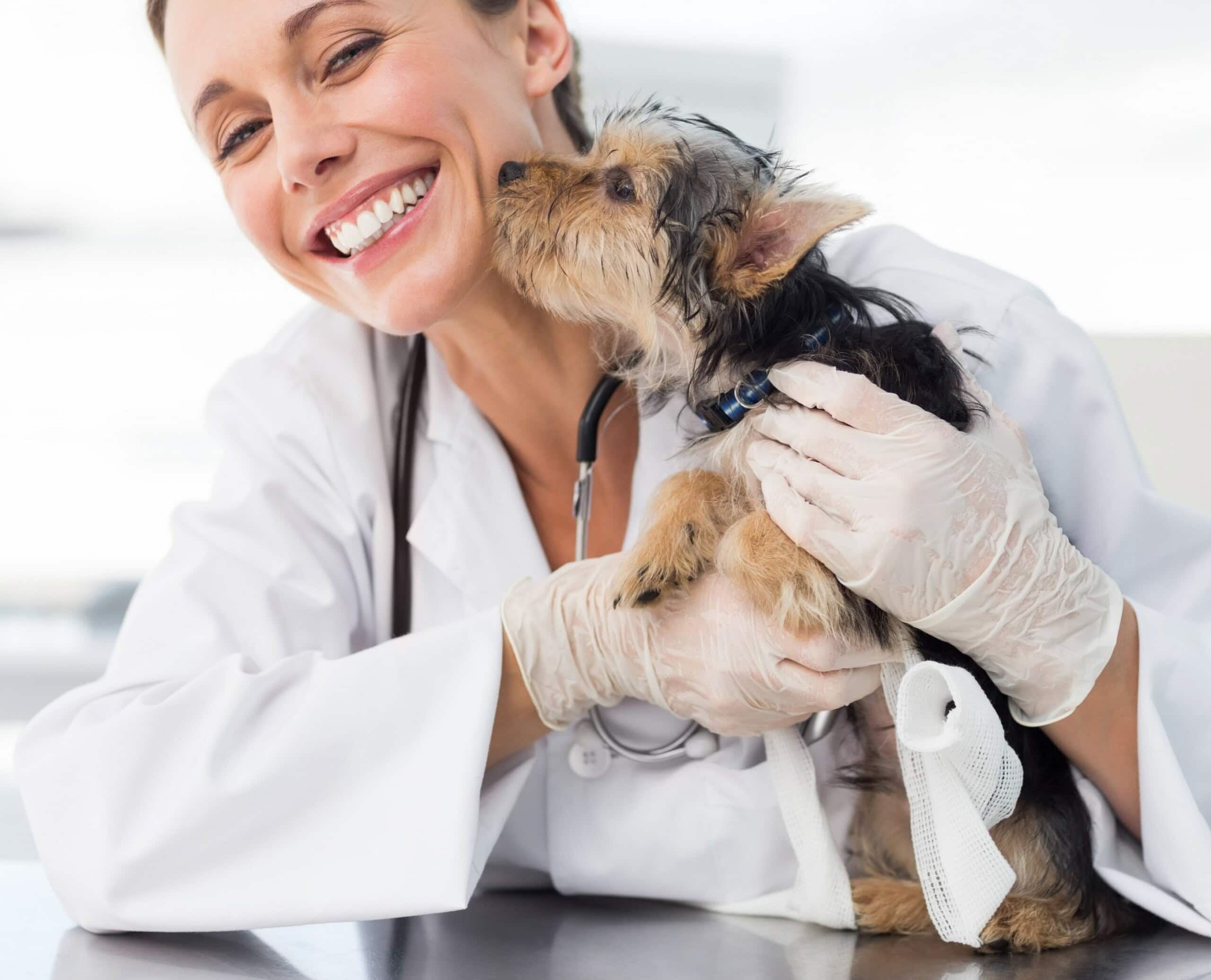 Five Tips for Using Fear Free in the ER Environment | Virox ...